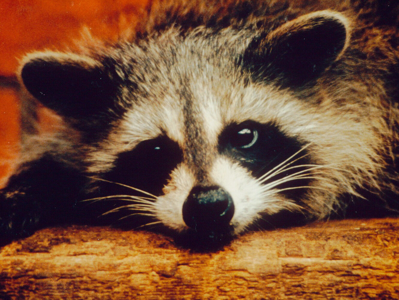 How to help sick or injured wild animals – Toronto Wildlife Centre