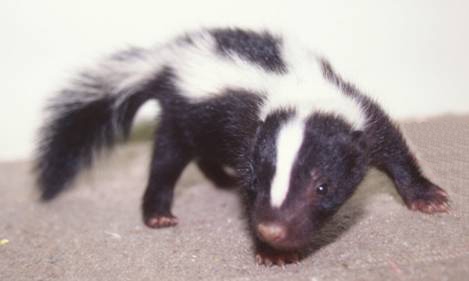 How to help orphaned baby skunks – Toronto Wildlife Centre