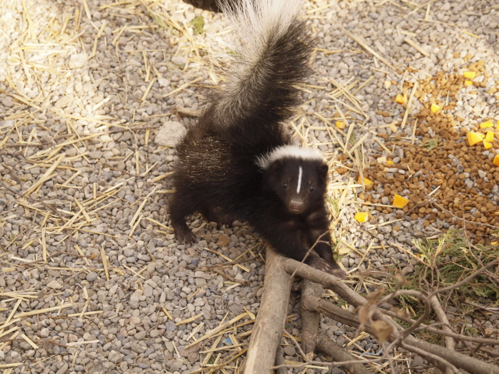 How to help baby wild animals – Toronto Wildlife Centre