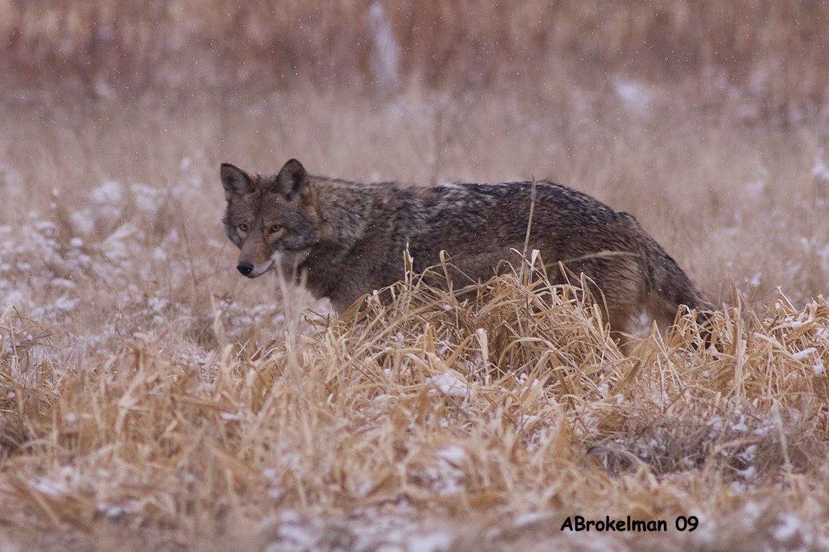 Don’t Fear the Creatures of the Night – Toronto Wildlife Centre