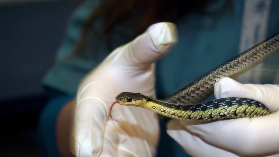 Don’t Fear the Creatures of the Night – Toronto Wildlife Centre