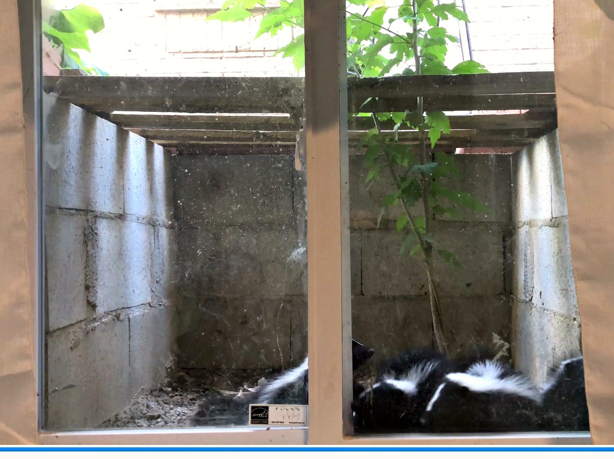 Keeping Backyard Biodiversity Outdoors – Toronto Wildlife Centre