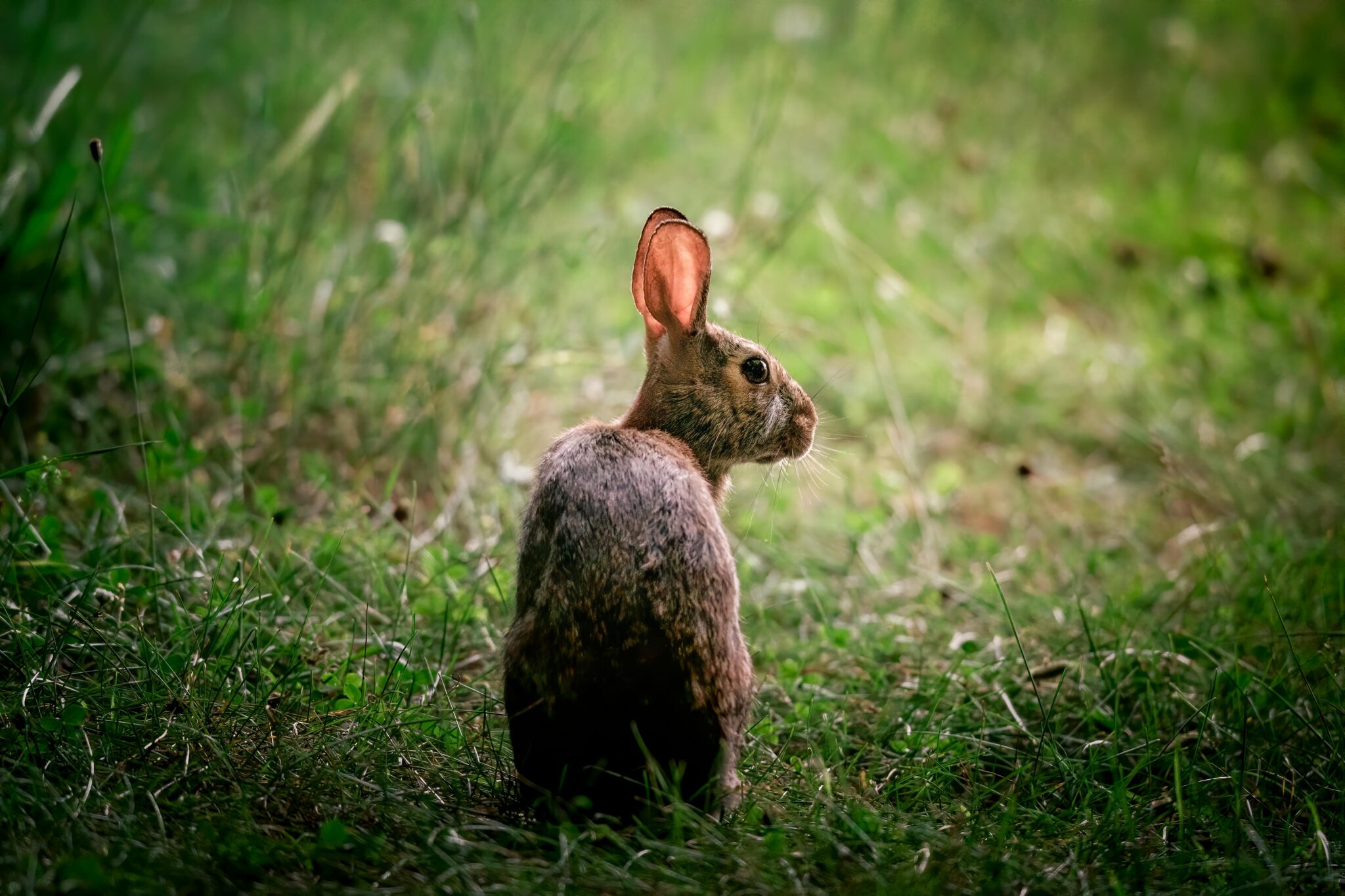 Living with Eastern Coyotes – Toronto Wildlife Centre