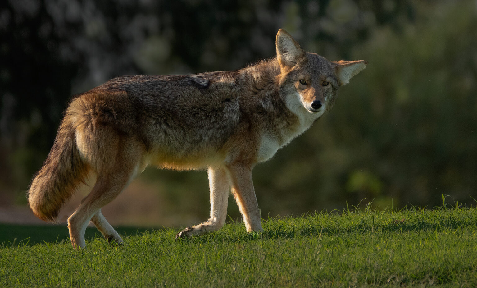 Living with Eastern Coyotes – Toronto Wildlife Centre
