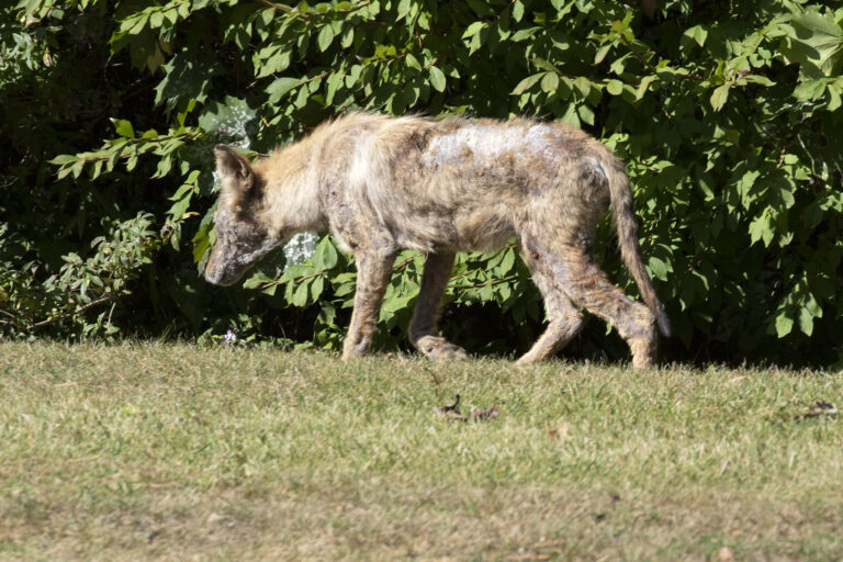 Living with Eastern Coyotes – Toronto Wildlife Centre