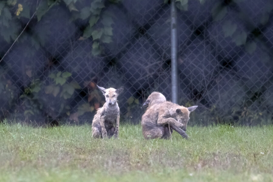 Living with Eastern Coyotes – Toronto Wildlife Centre