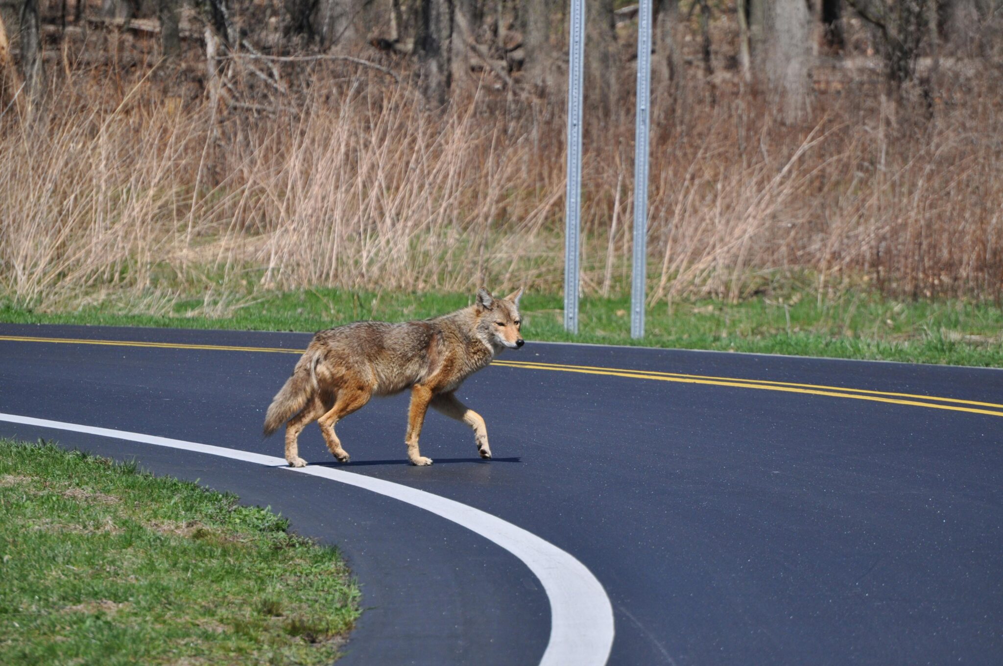 Living with Eastern Coyotes – Toronto Wildlife Centre