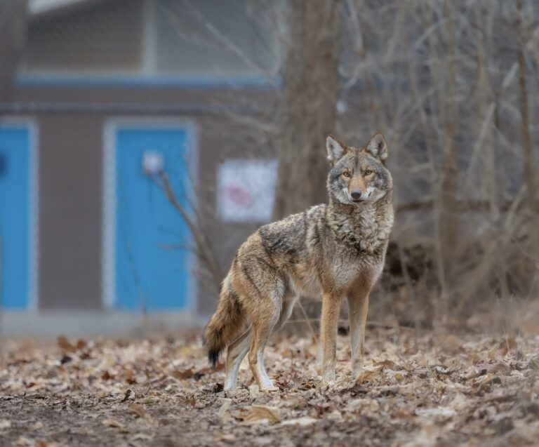 Living with Eastern Coyotes – Toronto Wildlife Centre