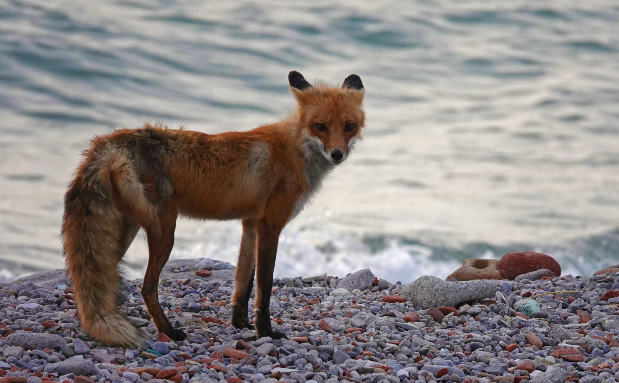 Living with Red Foxes – Toronto Wildlife Centre