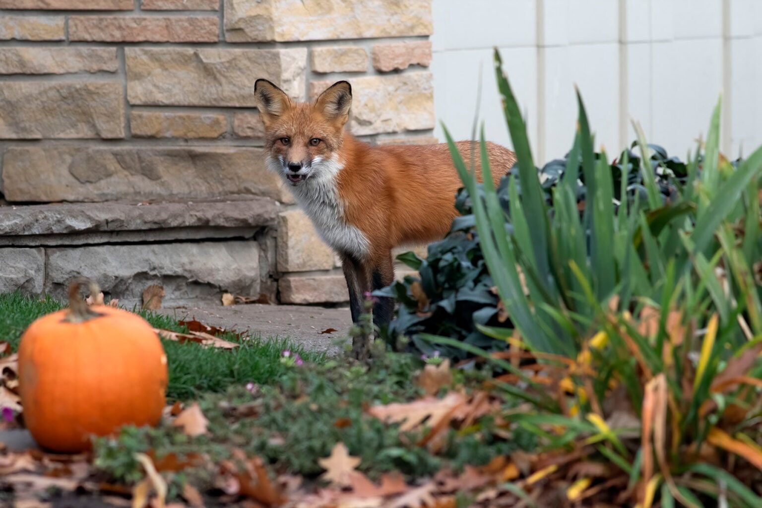 Living with Red Foxes – Toronto Wildlife Centre