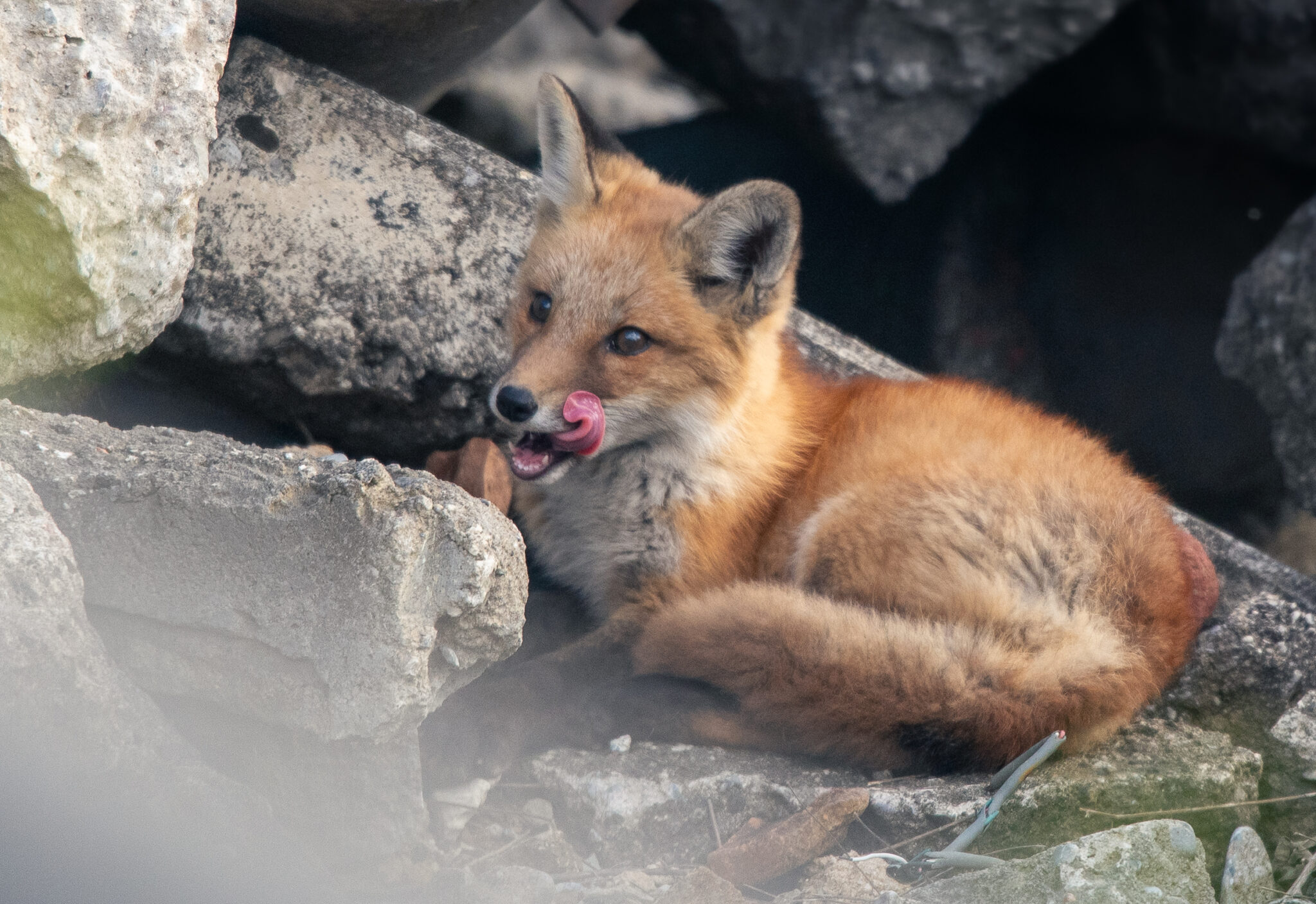 Living with Red Foxes – Toronto Wildlife Centre