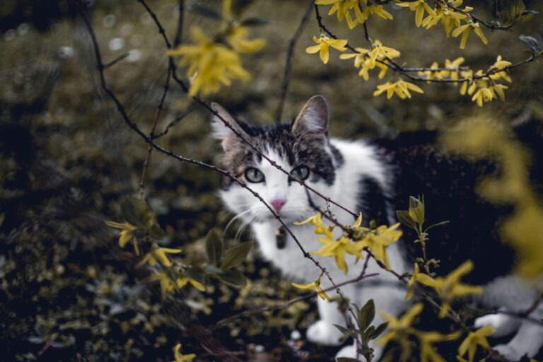 Living with Red Foxes – Toronto Wildlife Centre