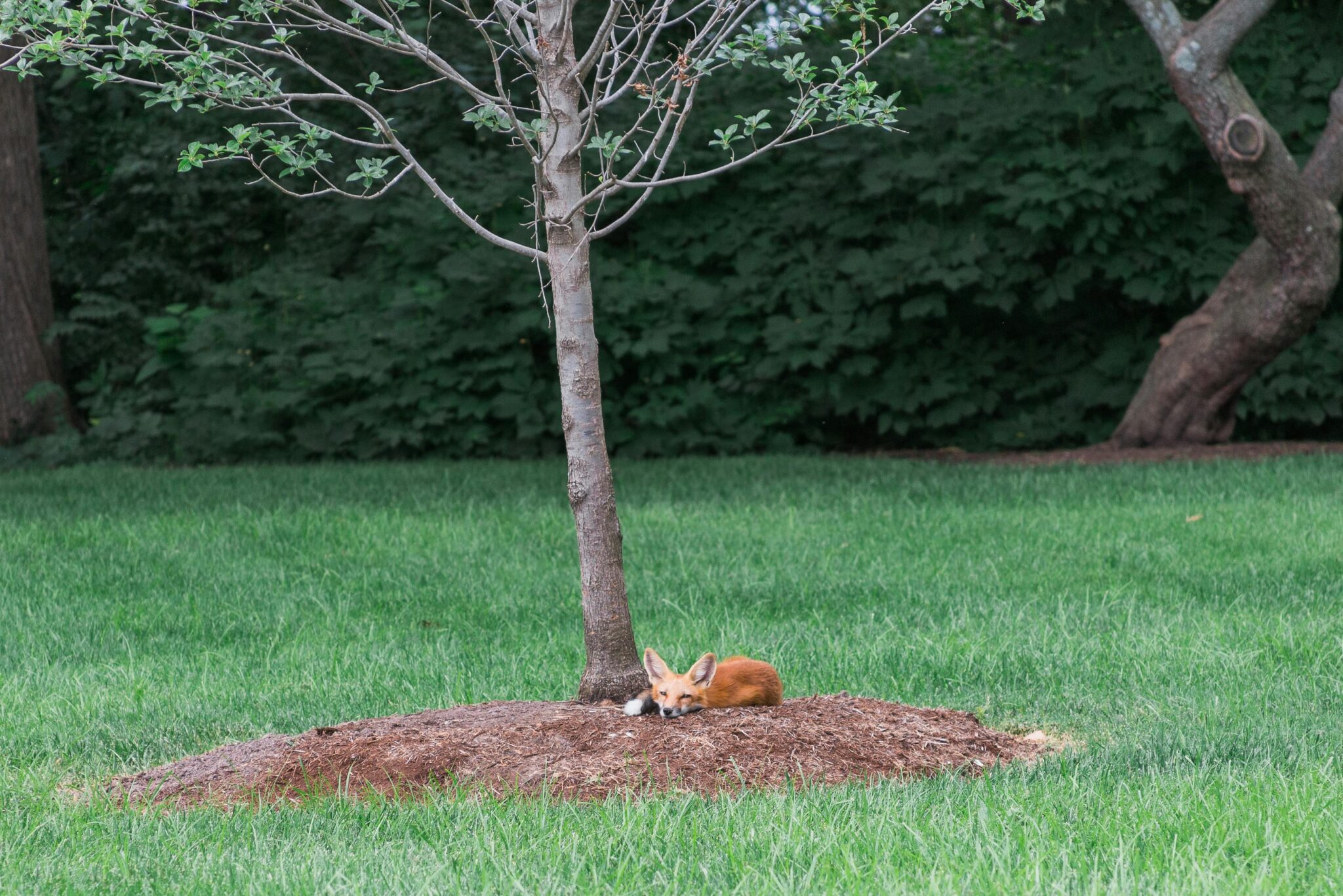 Living with Red Foxes – Toronto Wildlife Centre
