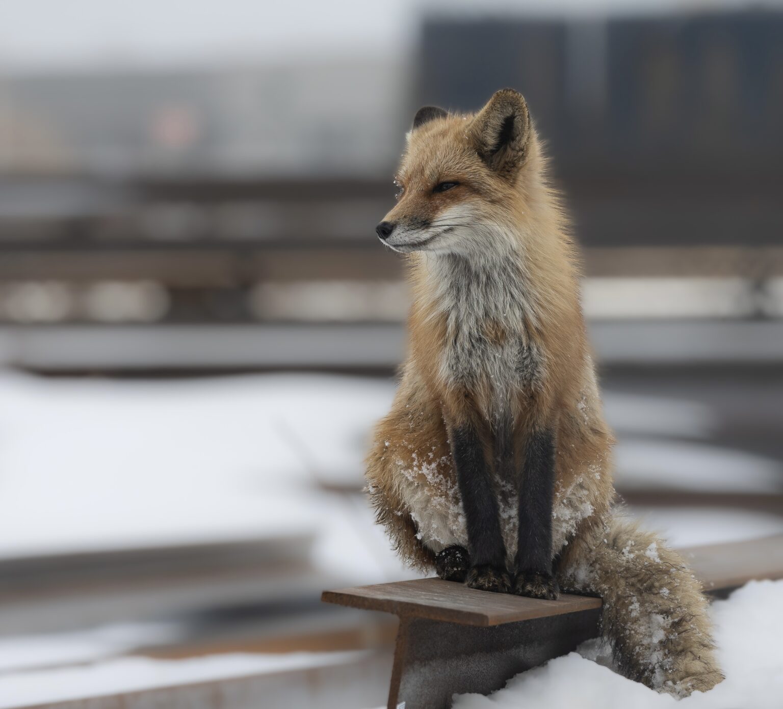 Living with Red Foxes – Toronto Wildlife Centre