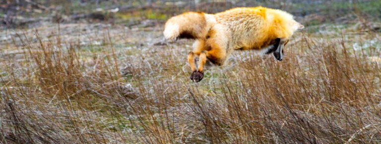 Living with Red Foxes – Toronto Wildlife Centre