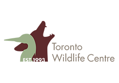 Living with Eastern Coyotes – Toronto Wildlife Centre
